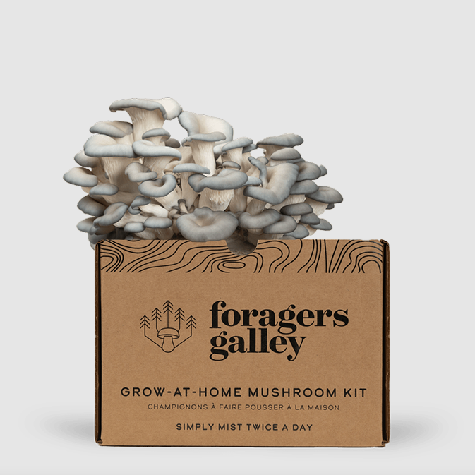 Grow-At-Home Mushroom Kit – Chickpeace Zero Waste Refillery